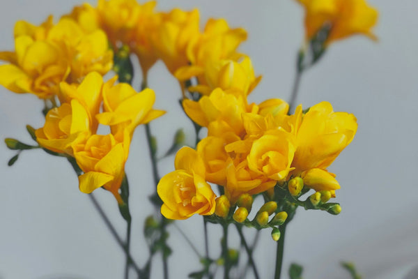 11 Beautiful Types Of Freesia & How To Care For Them - Windflower Florist