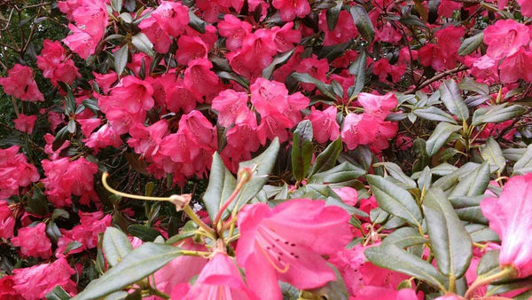 22 Types of Azalea for Home Gardens and Fresh Cut Flowers - Windflower ...
