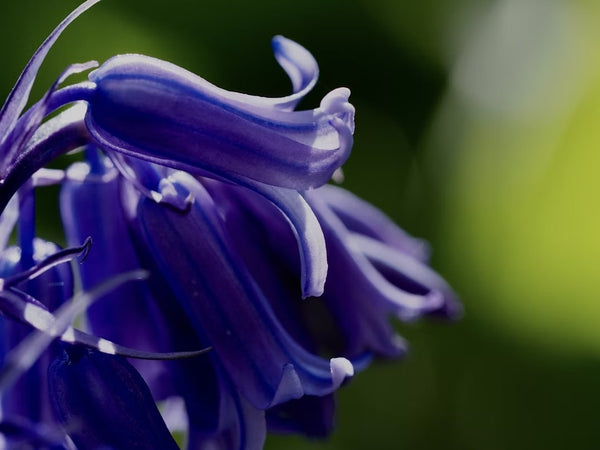 Bluebell Flower Meaning: What This Delicate Bloom Symbolises ...