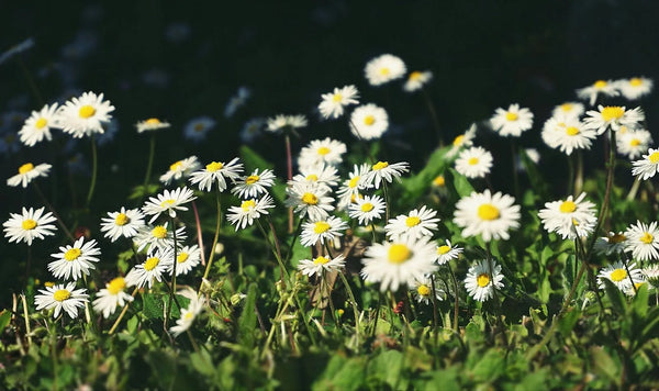 Chamomile Flower Meaning: A Guide To Its Gentle Symbol - Windflower Florist