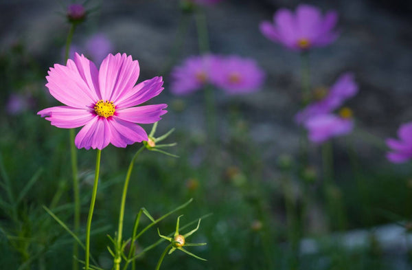 Cosmos Flower Meaning: Symbolism, Colours and Gifting Guide ...
