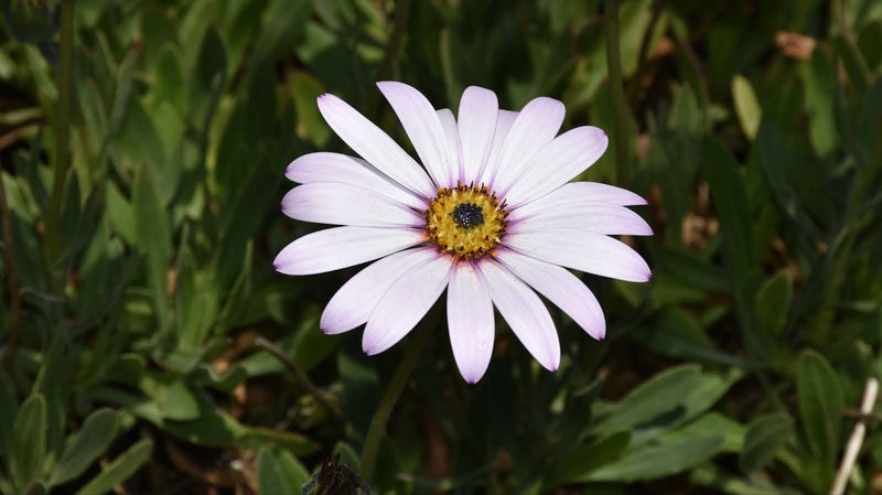 what do asters symbolize
