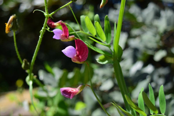Meaning Of Sweet Pea: The Symbolism Behind These Delicate Blooms ...