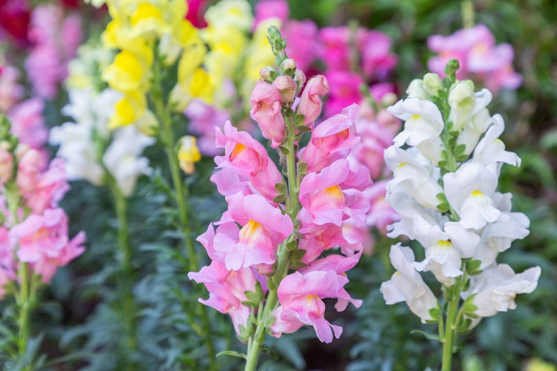 do snapdragons keep flowering