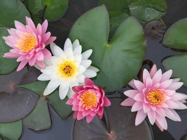 Water Lily Vs Lotus: 5 Key Differences You Should Know - Windflower Florist