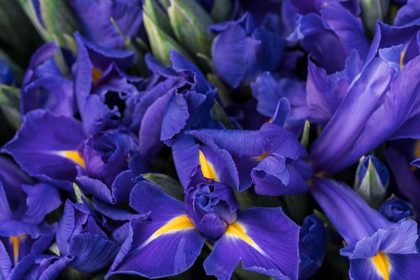 What Does An Iris Flower Means? A Guide To Their Symbolism - Windflower ...