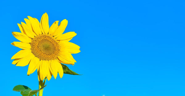 35 Fascinating Facts About Sunflowers You Probably Didn’t Know ...