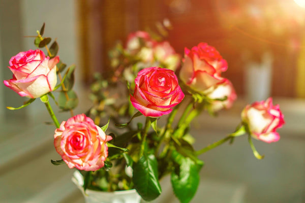 25 Fascinating Facts About Roses: Fun, Interesting, And Timeless ...