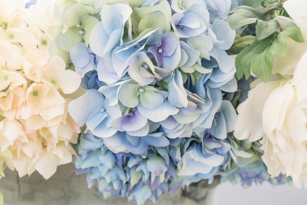35 Interesting Facts About Hydrangeas You Probably Didn’t Know ...